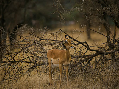 Gallery | Encircle East Africa